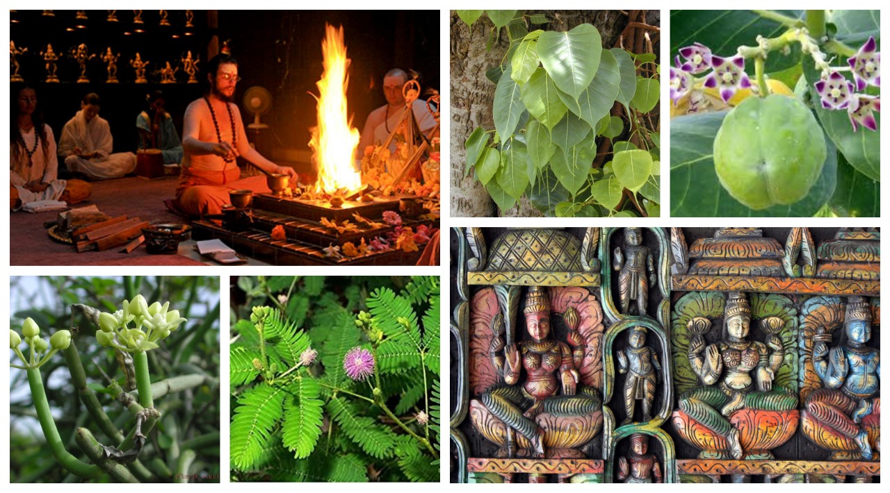 Concepts of Botany in Vedic India - Campus Chronicle